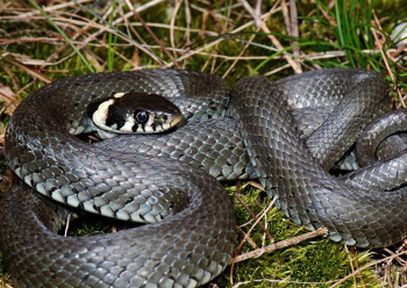 Cât de periculos e şarpele de casă? – Ziarul Argeşul - ediţia online