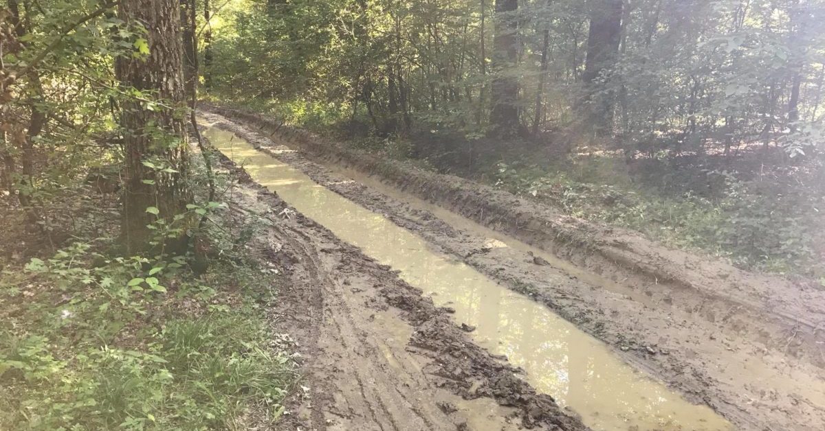 De ce nu e pădurea Trivale un simbol al Piteştiului? – Ziarul Argeşul ...