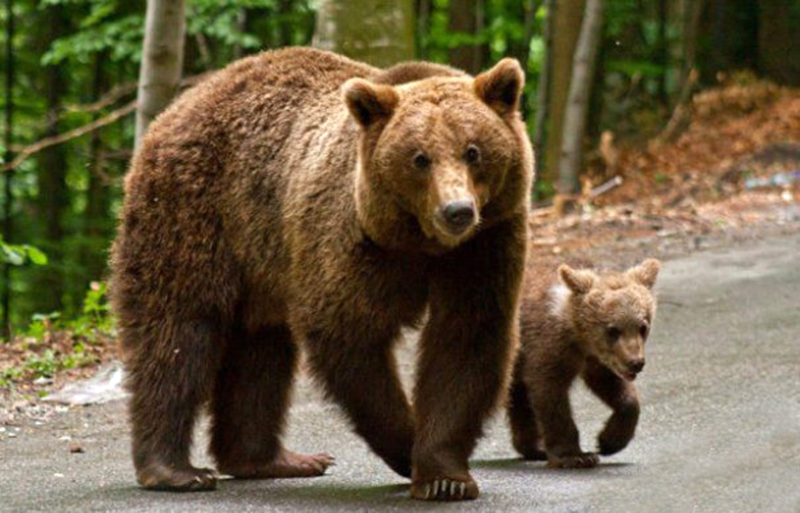 TOTUL DESPRE URŞII din ARGEŞ, CU ARMAND CHIRILOIU – Ziarul Argeşul ...