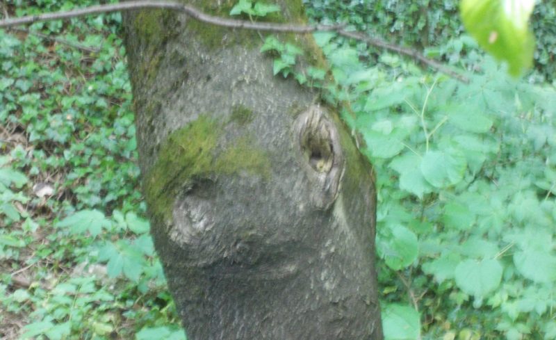 Fenomen straniu în pădurea Trivale. Un copac râde! - Ziarul Argeşul ...