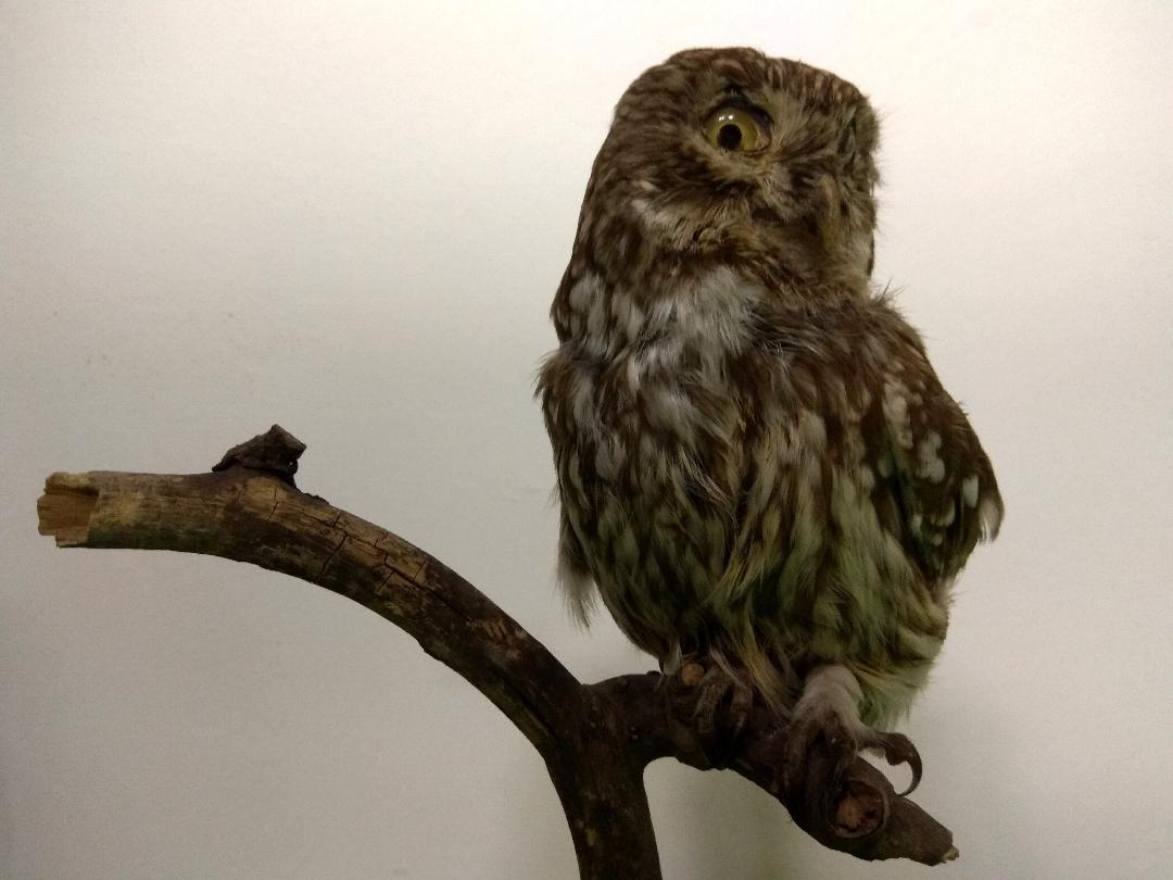 Pasărea anului 2019 este… CUCUVEAUA! A fost adusă la Muzeul Judeţean ...