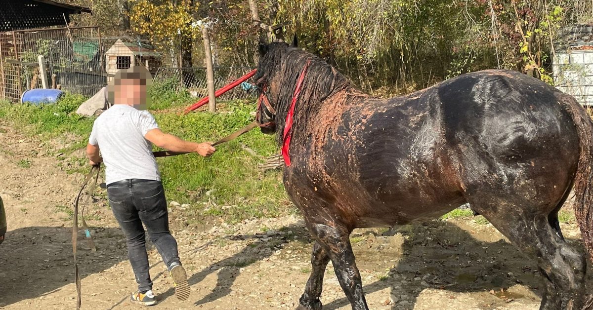 cal-borhot-2 - Ziarul Argeşul - ediţia online