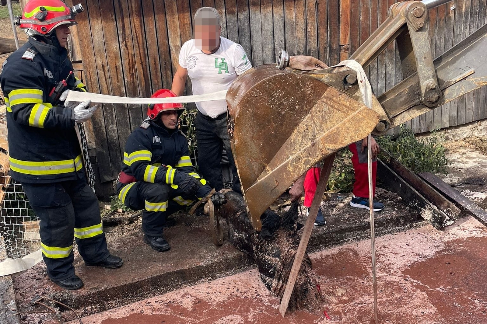 Argeş. Cal salvat de la moarte, din groapa cu borhot – Ziarul Argeşul ...