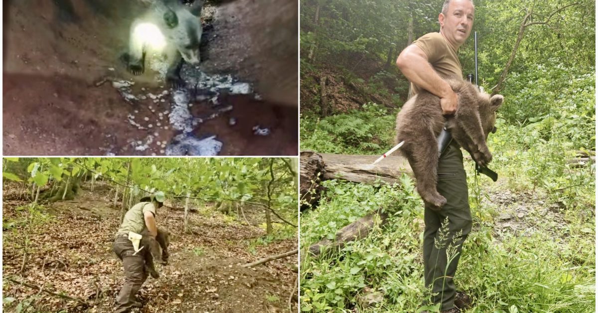 După zile de căutări, primul pui de urs orfan a fost capturat și dus în ...